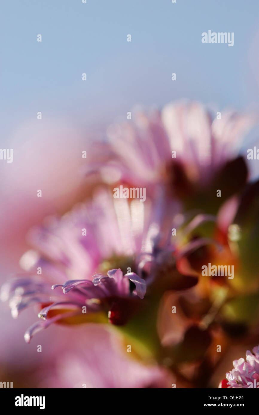 Vygie flower hi-res stock photography and images - Alamy