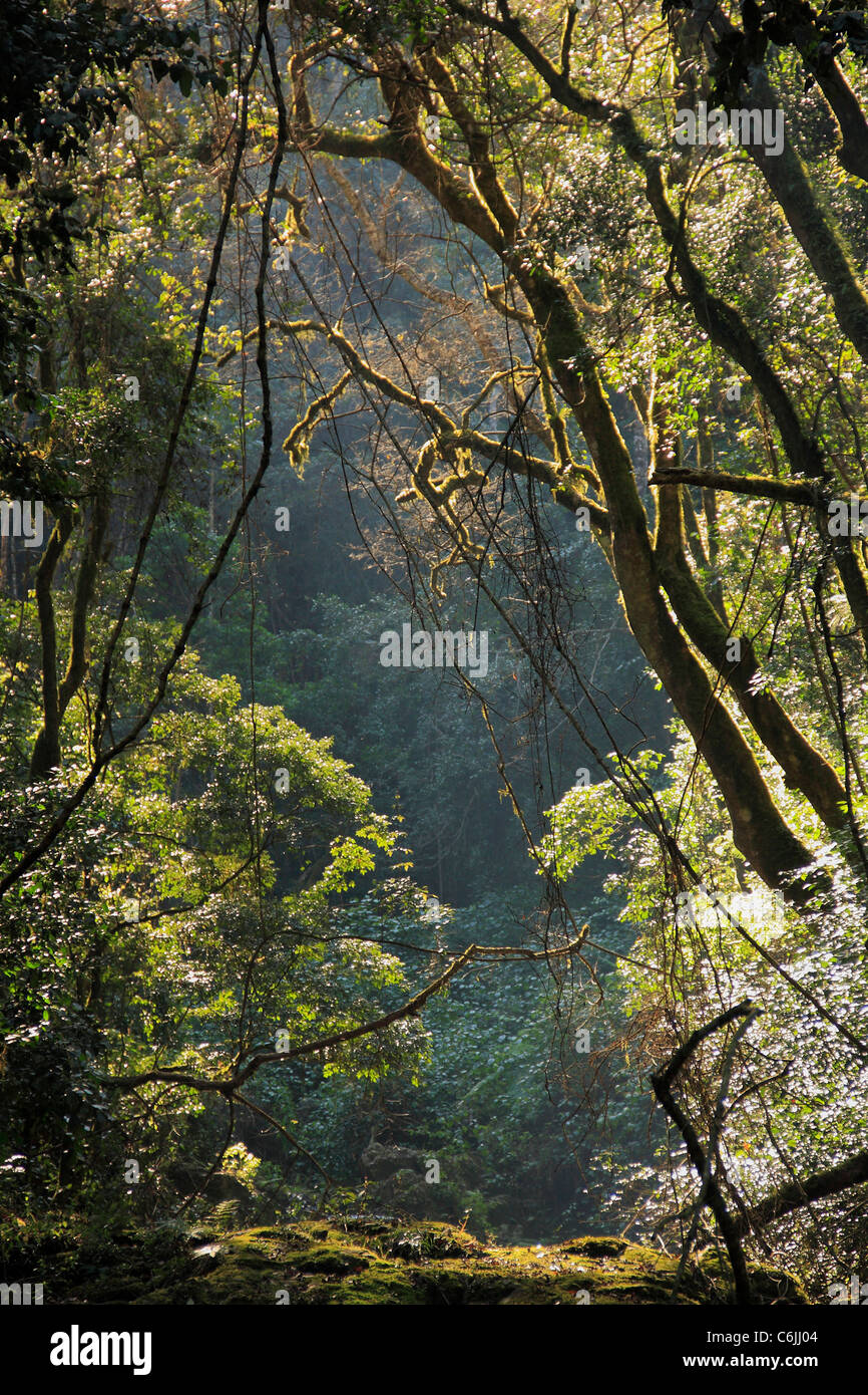 Interior forests hi-res stock photography and images - Alamy