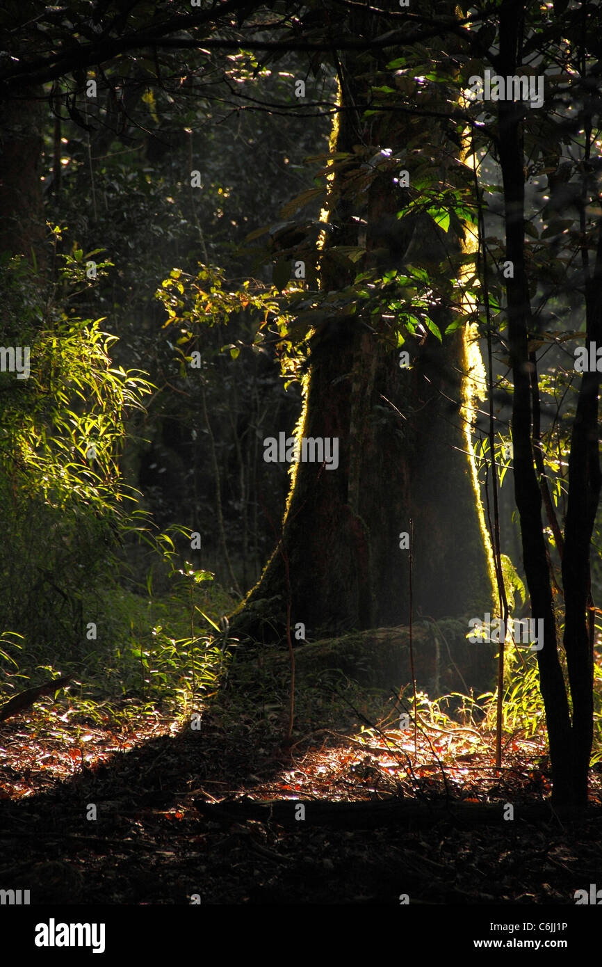 Interior forests hi-res stock photography and images - Alamy