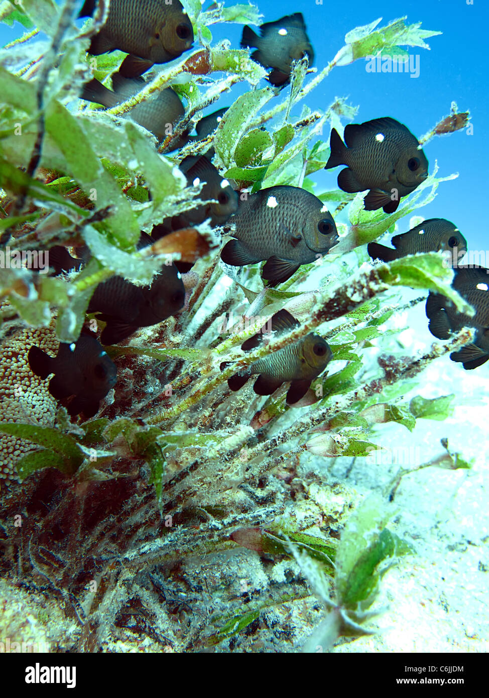 Damsel damselfish hi-res stock photography and images - Alamy