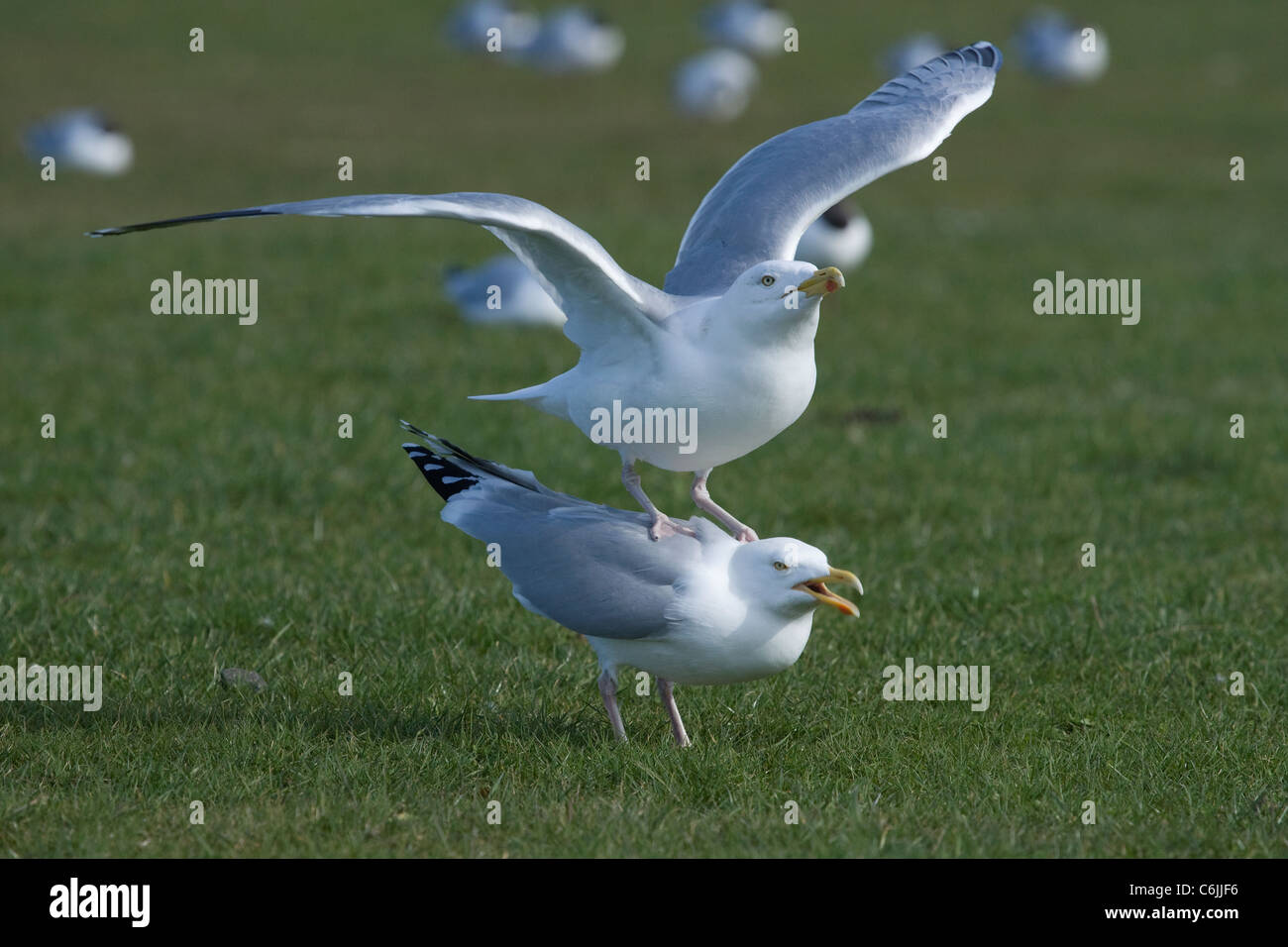 Gulls birds hi-res stock photography and images - Alamy