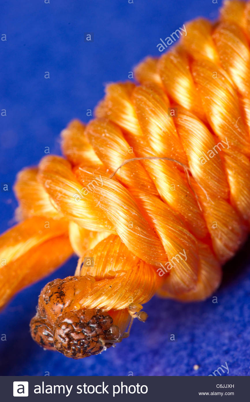 Fasten With Knots Stock Photos & Fasten With Knots Stock Images - Alamy