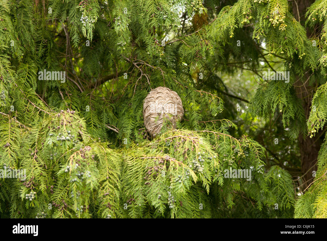 Wasp nest in tree hi-res stock photography and images - Alamy