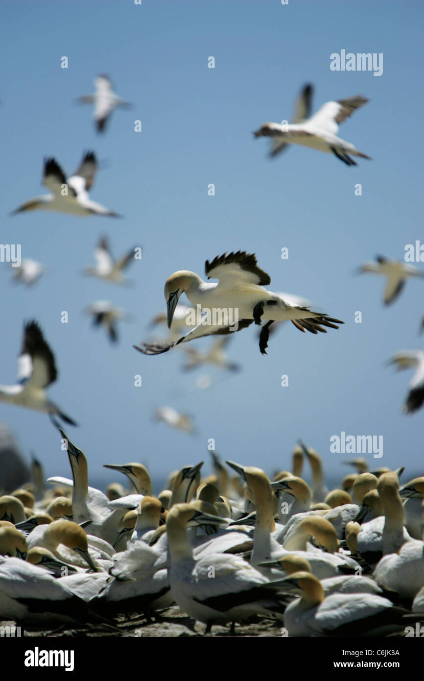 Roosting ground hi-res stock photography and images - Alamy