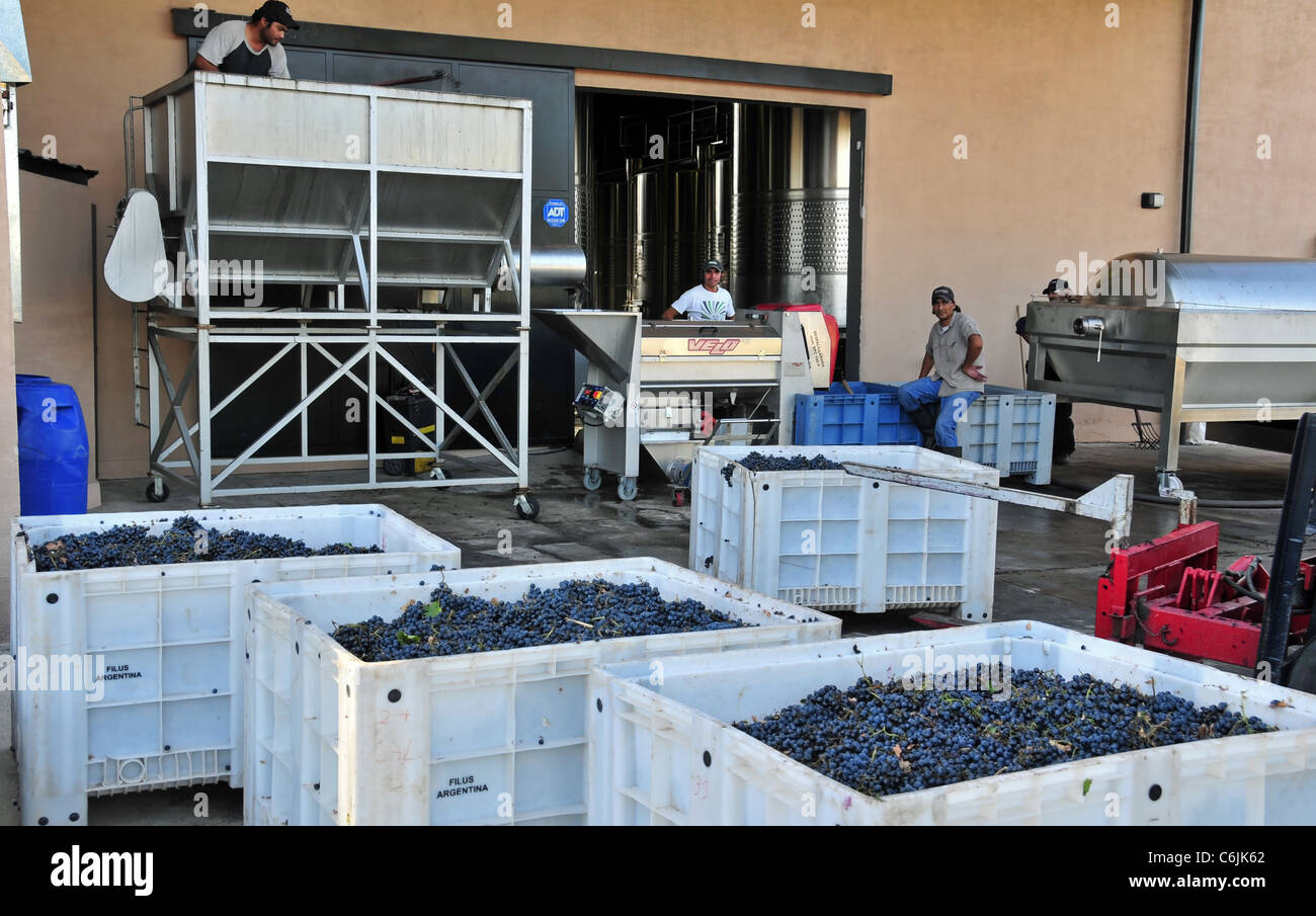 Modern grape-delivery area, 4 white crates black grapes, 4 workmen, 1 ...