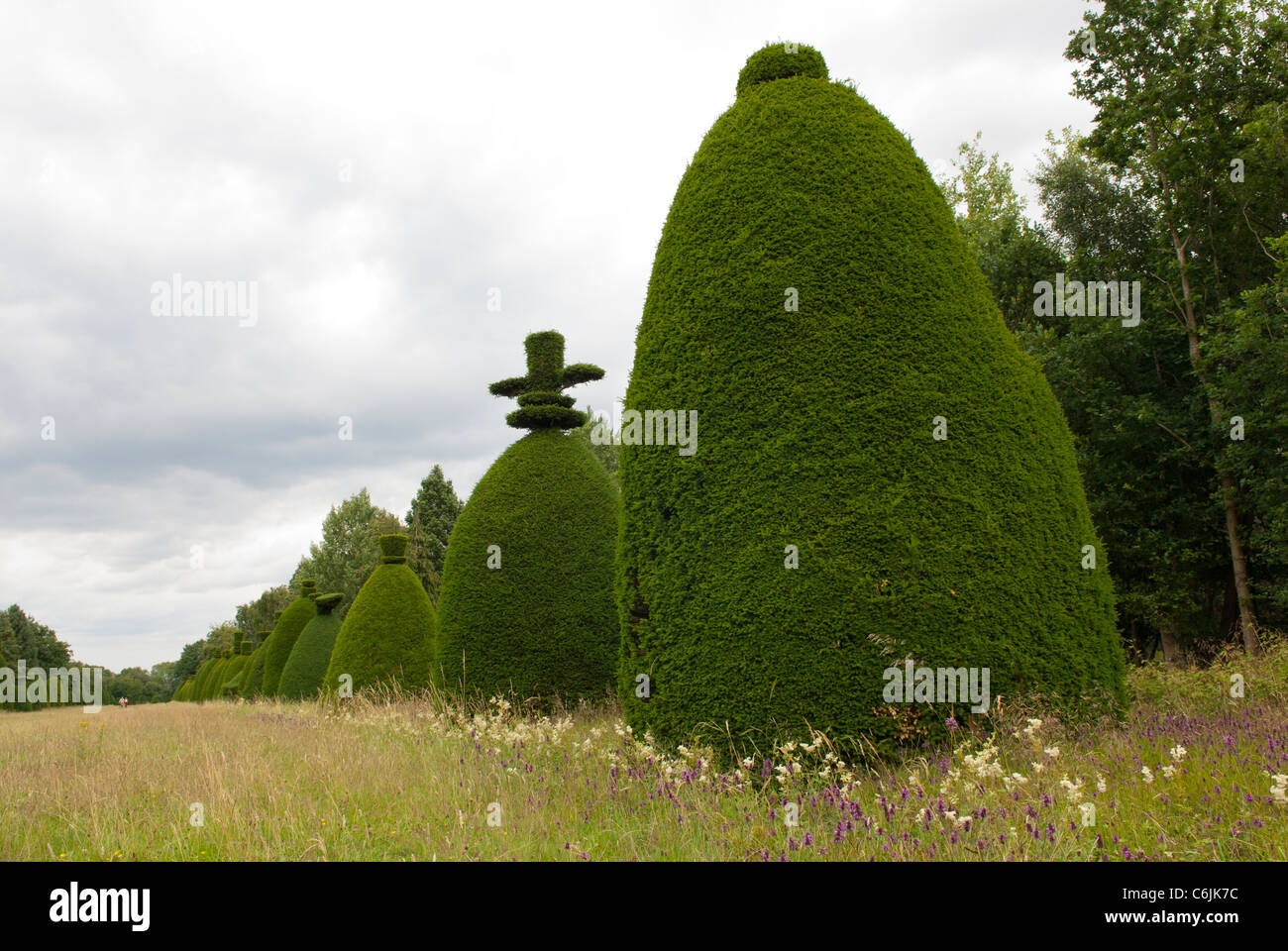Clipsham yew tree avenue hi-res stock photography and images - Alamy