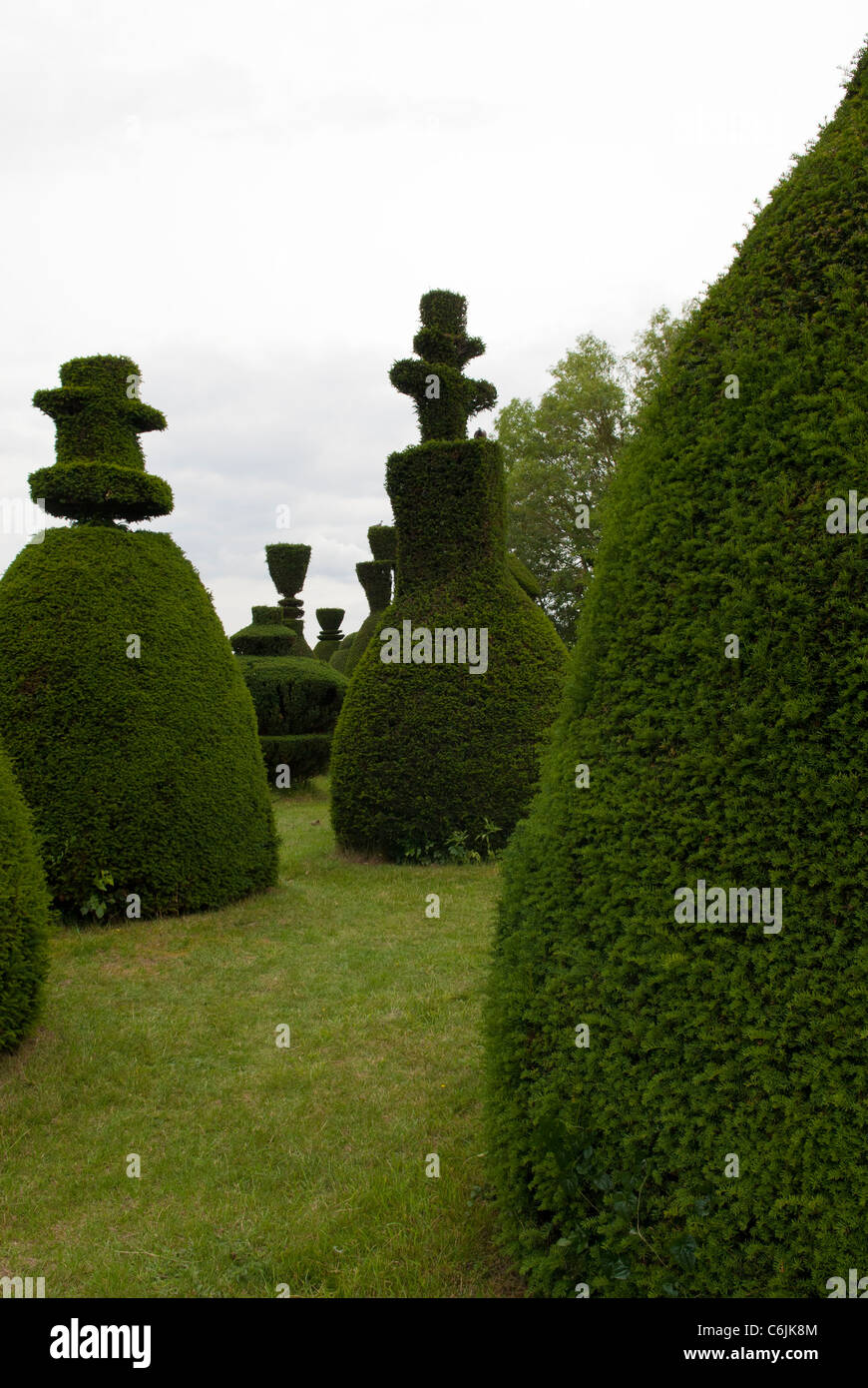 Clipsham Yew Tree Avenue, a unique collection of 150 clipped yew trees ...