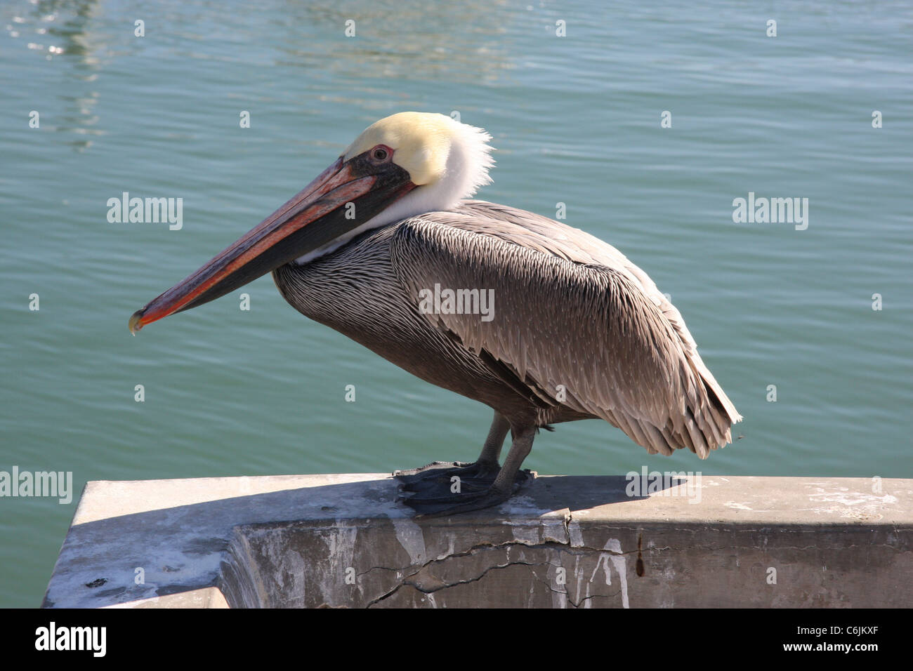 Pelican standing hi-res stock photography and images - Alamy
