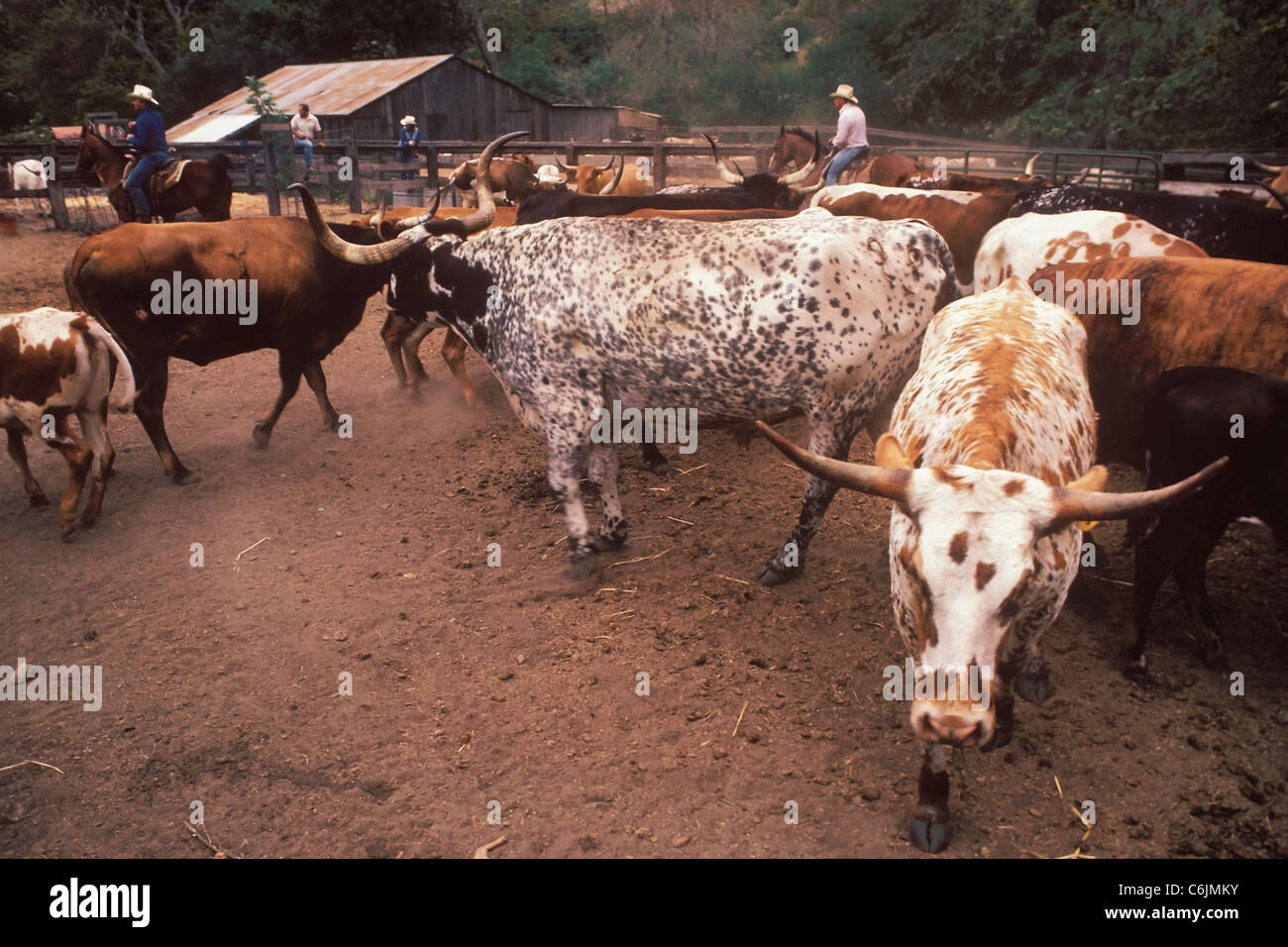 Cattle stampede hi-res stock photography and images - Alamy