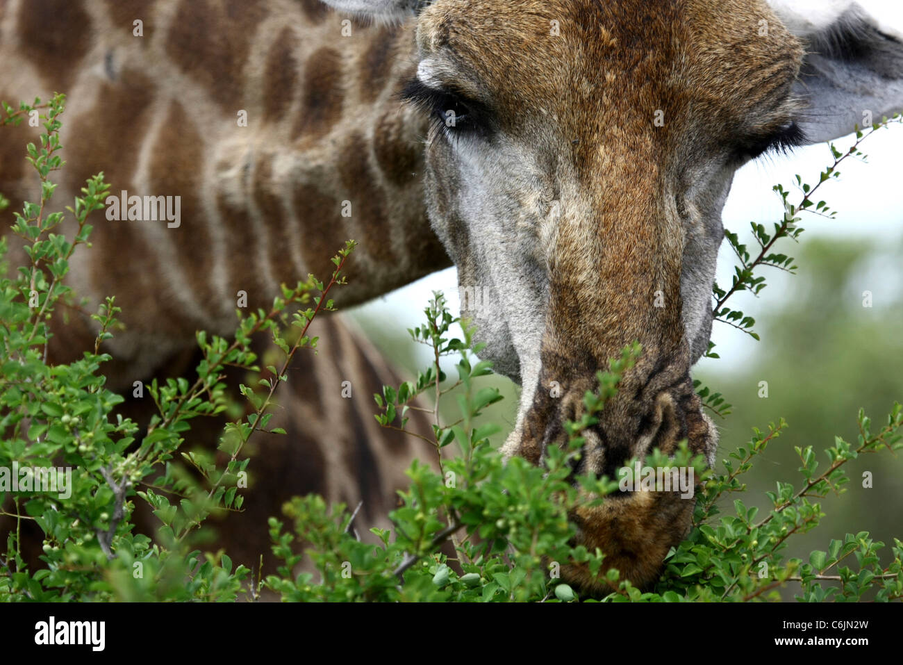 Close up giraffe hi-res stock photography and images - Alamy