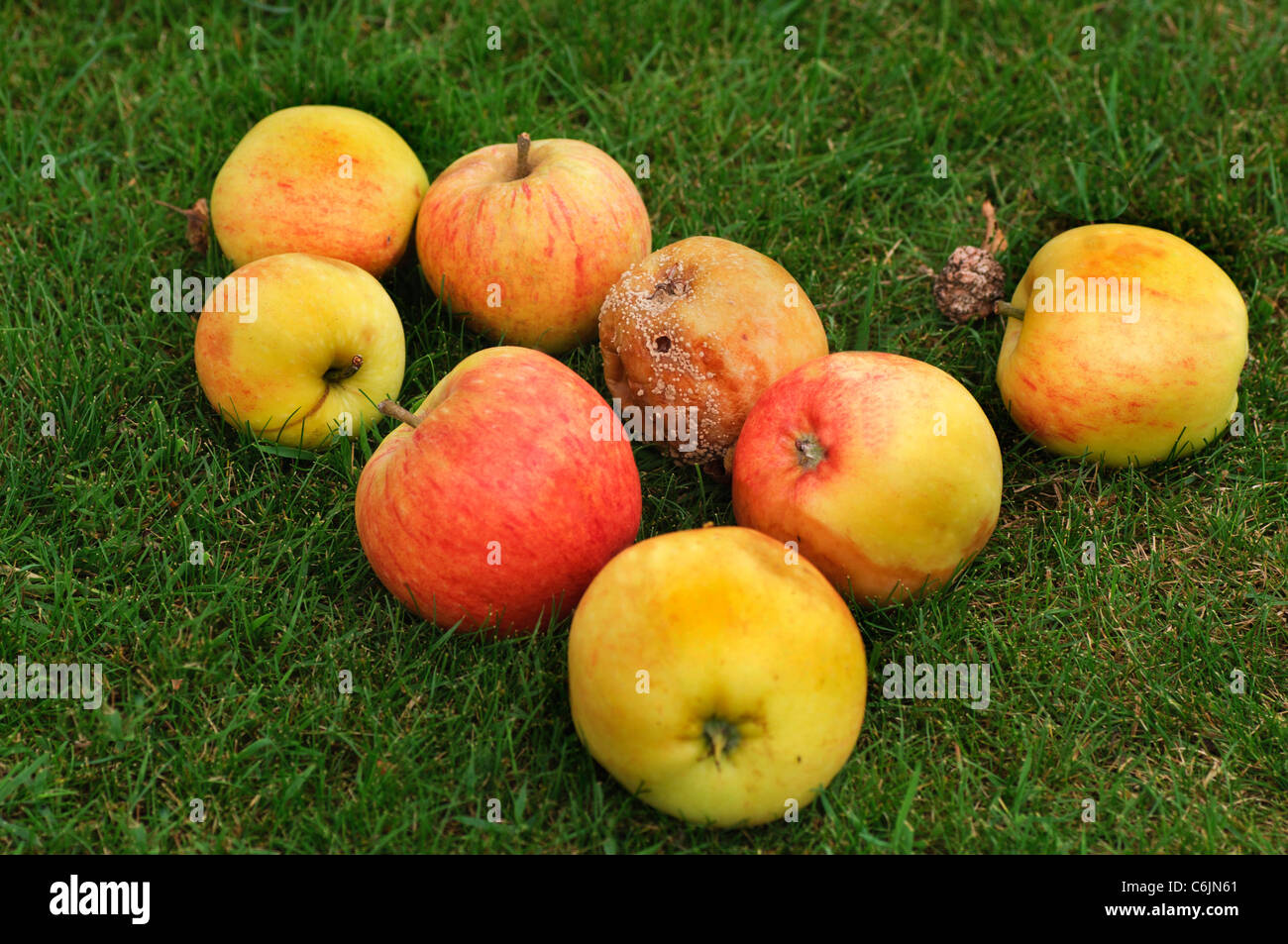 Rotten apple worm hi-res stock photography and images - Alamy