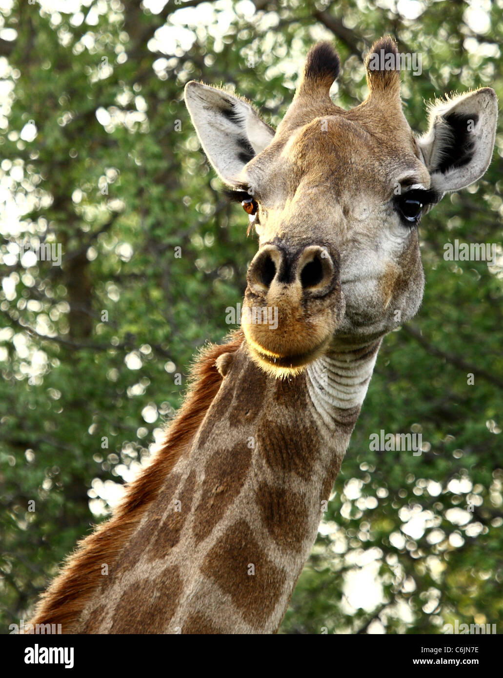 Portrait giraffe hi-res stock photography and images - Alamy