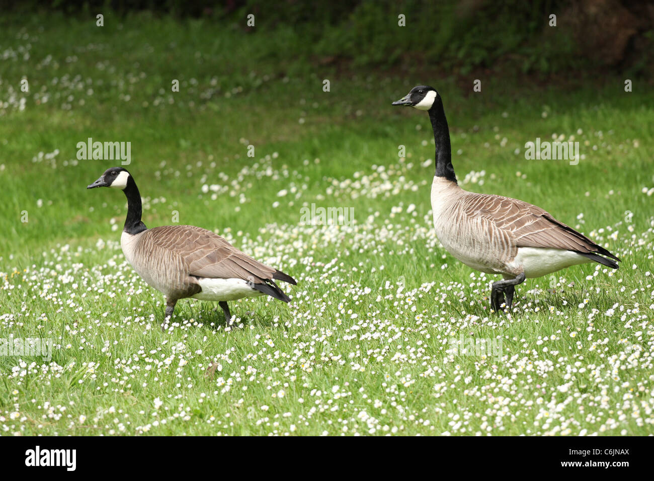 British geese hi-res stock photography and images - Alamy