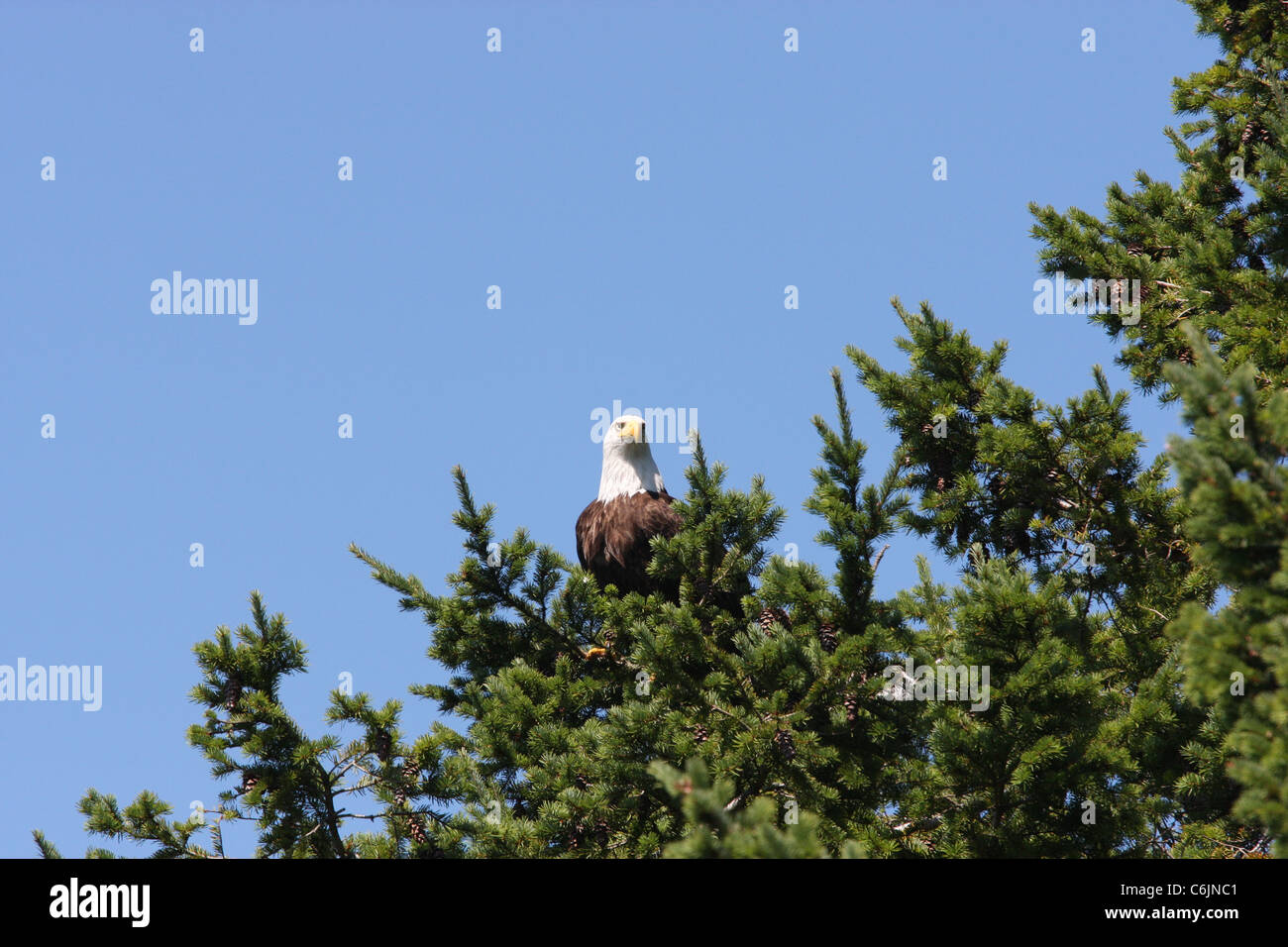 Bald eagle sitting in tree hi-res stock photography and images - Alamy