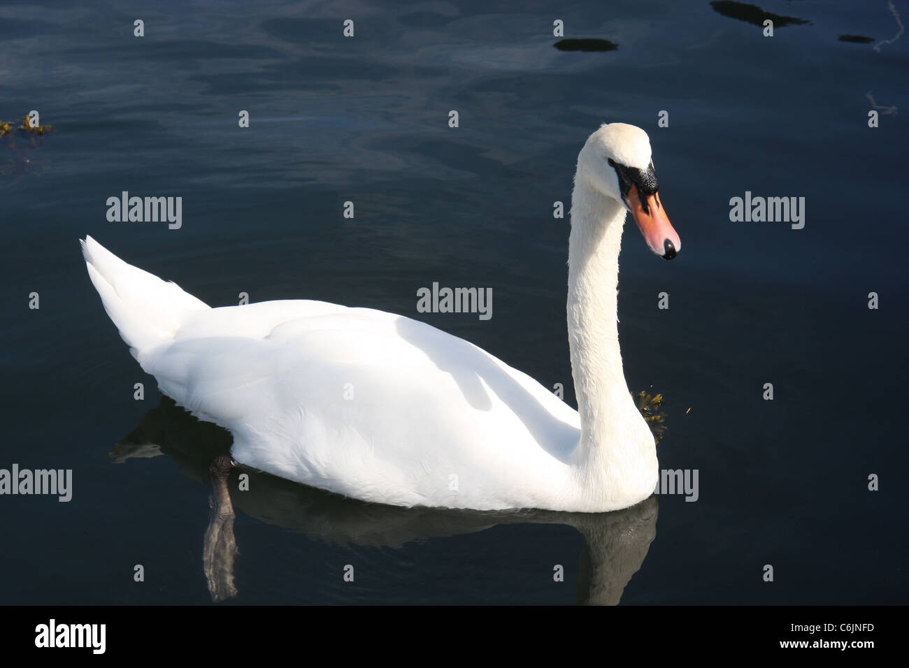 Mute Swan - Ganges Harbour, Salt Spring Island, British Columbia ...
