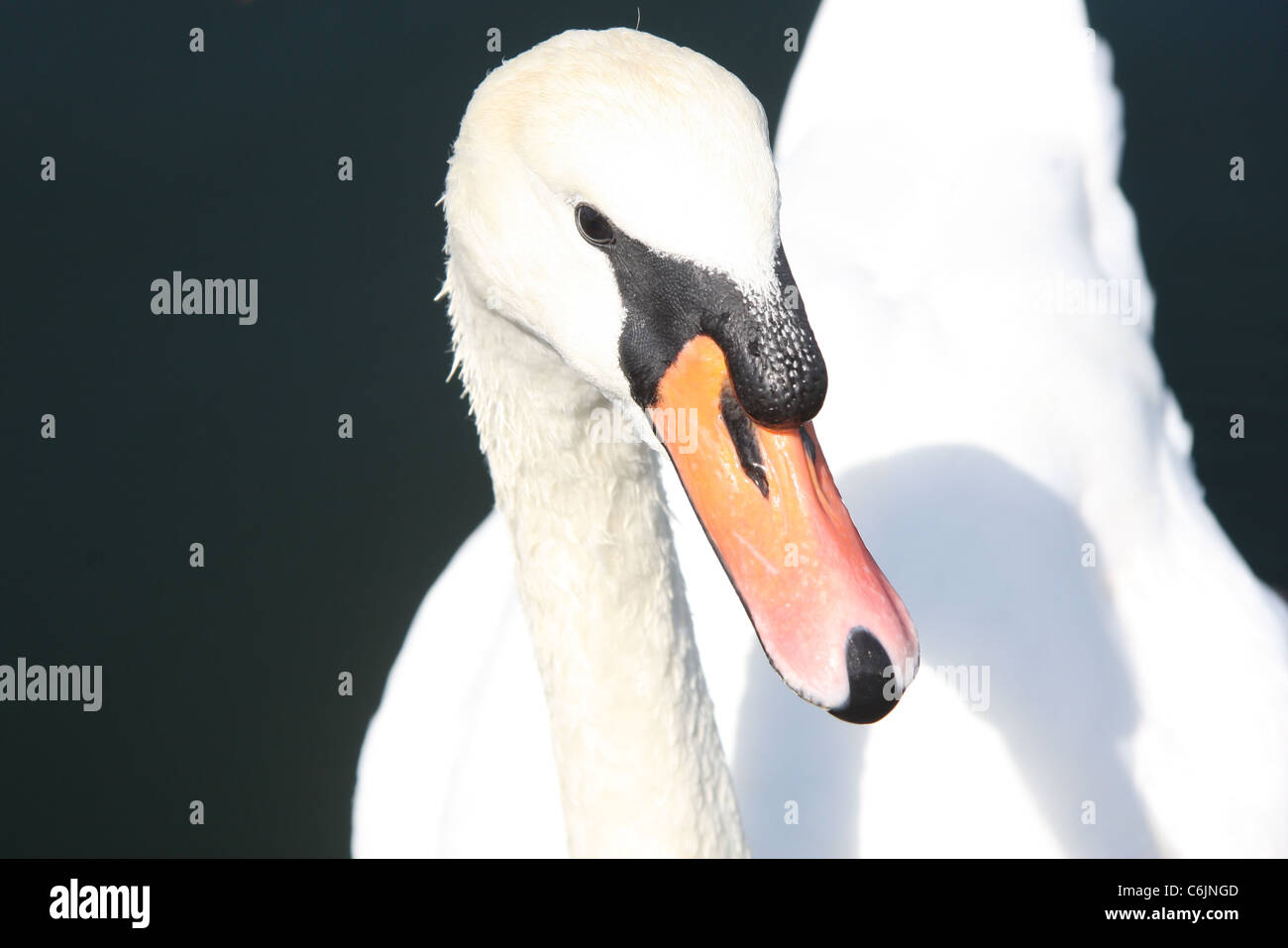 Mute Swan head detail - Ganges Harbour, Salt Spring Island, British ...