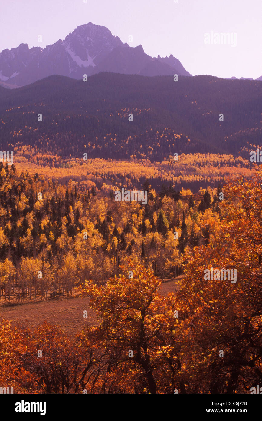 aspen (Populus tremuloides) grove and oaks in the fall in the San Juan ...