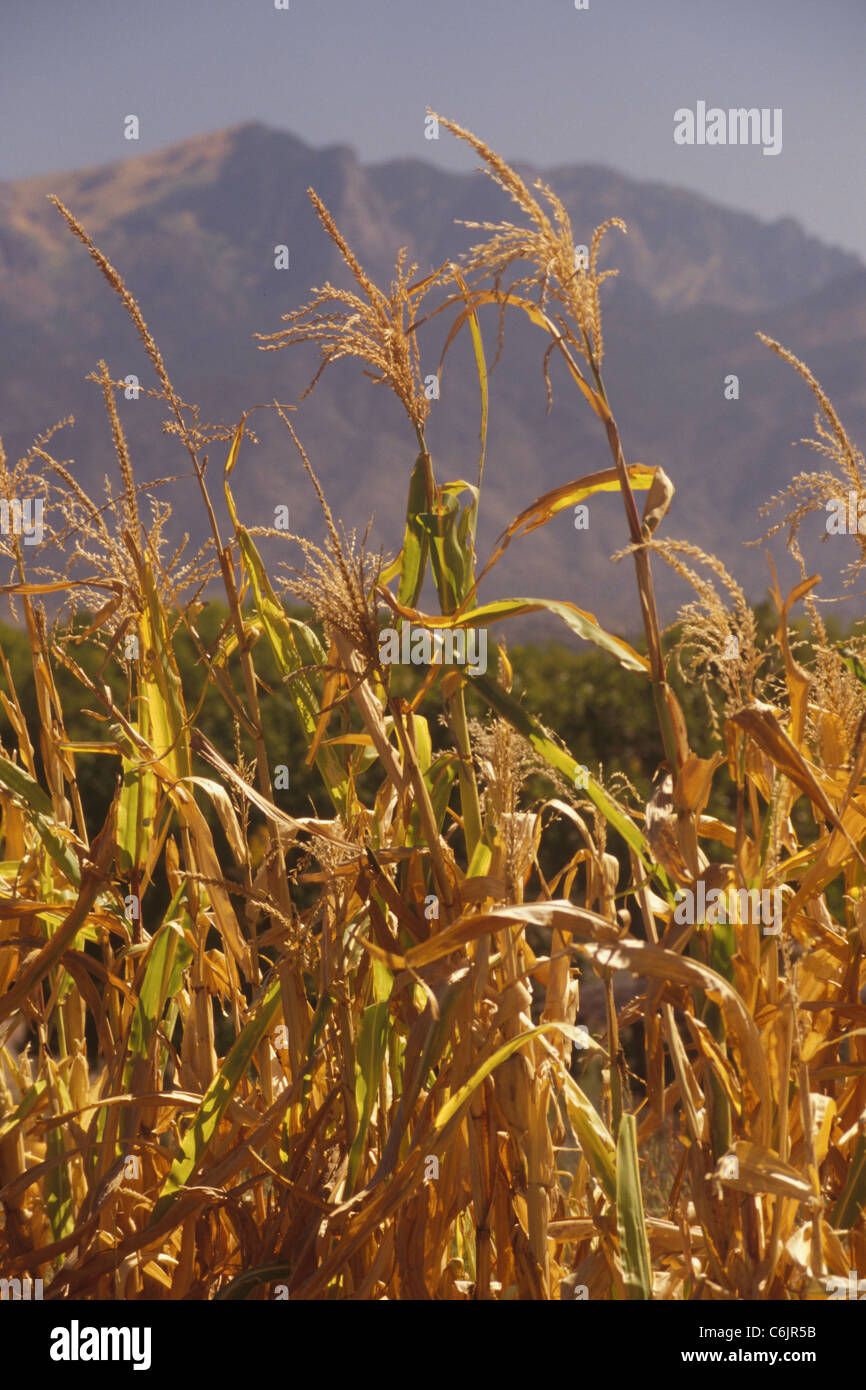 Corn monument hi-res stock photography and images - Alamy