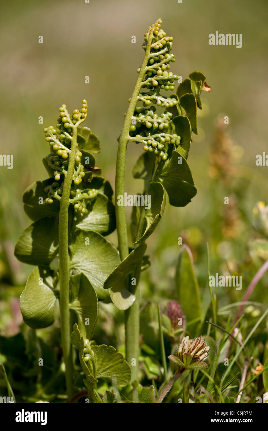 Adder’s tongue fern hi-res stock photography and images - Alamy