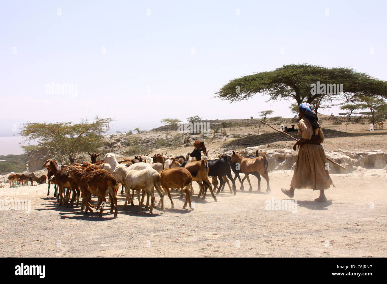 Women herding goats to water in one of the rift valley lakes in the ...
