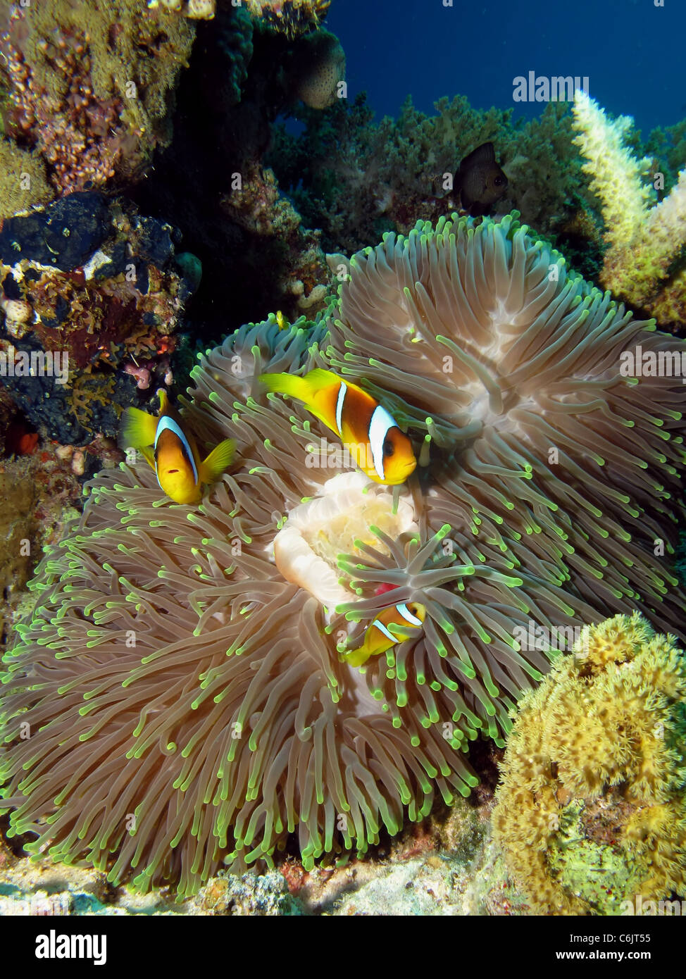 Clownfish anemonefish anemone nemo fish hi-res stock photography and ...