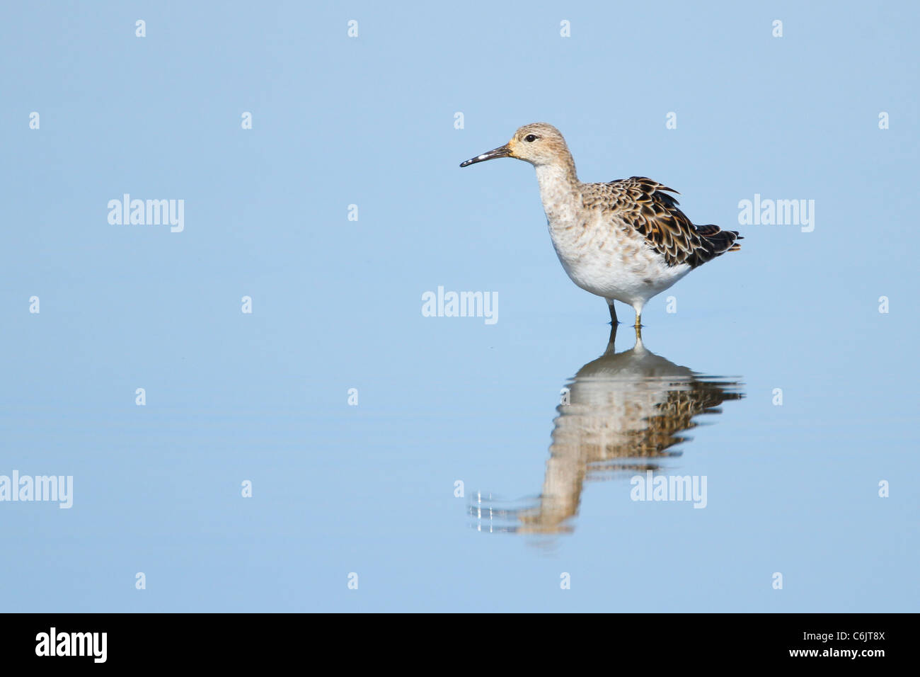 Reflection bird hi-res stock photography and images - Alamy