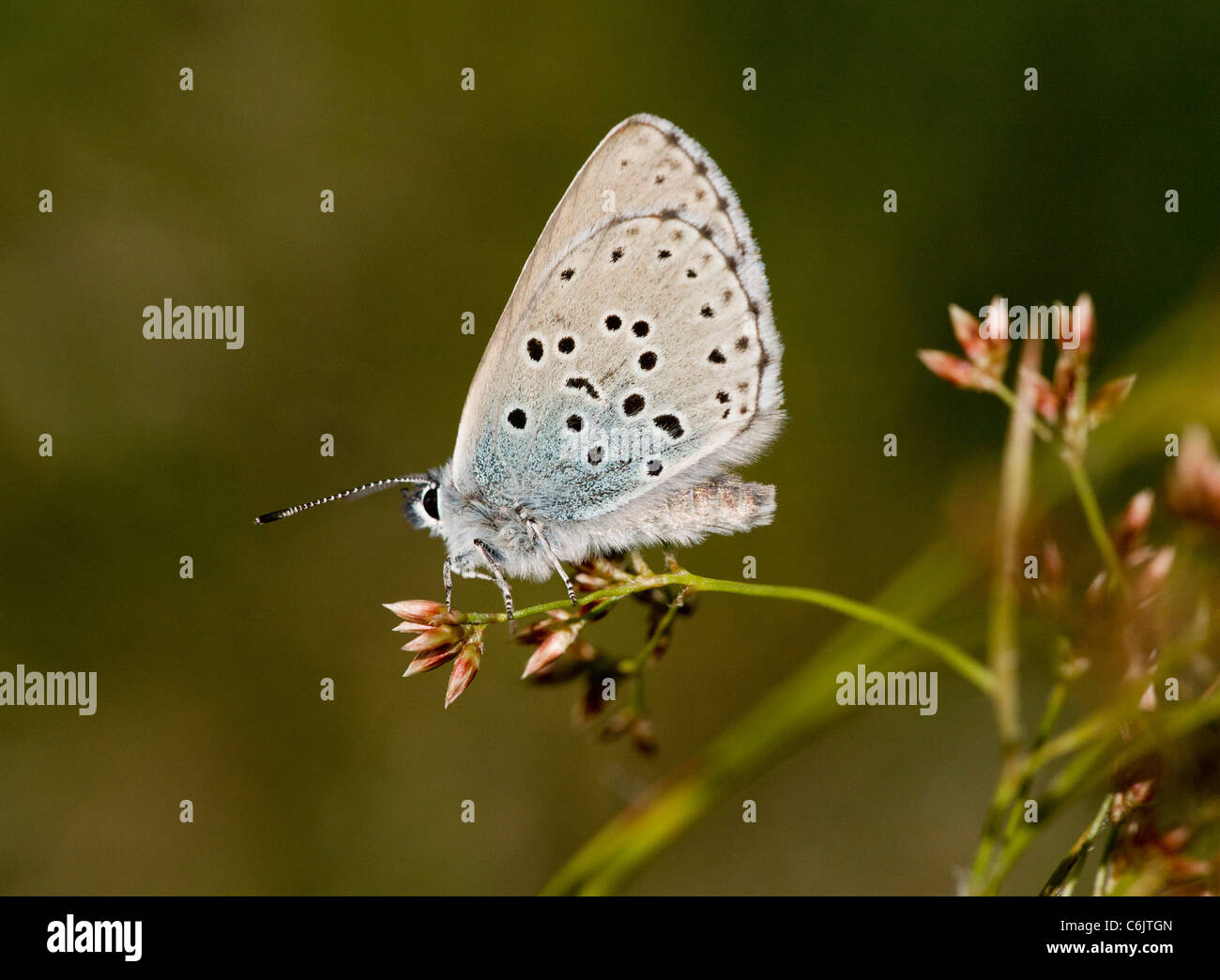 Large Blue, Maculinea arion, alpine form at 2000m in eastern Swiss Alps ...