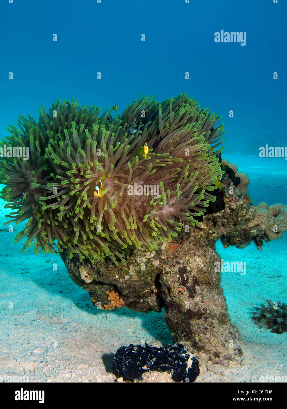 Clownfish anemonefish anemone nemo fish hi-res stock photography and ...