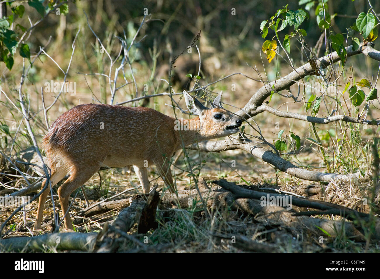 Sharpe's grysbok hi-res stock photography and images - Alamy