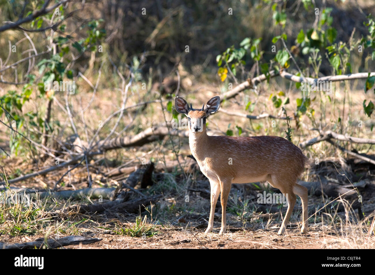 Sharpes grysbok hi-res stock photography and images - Alamy