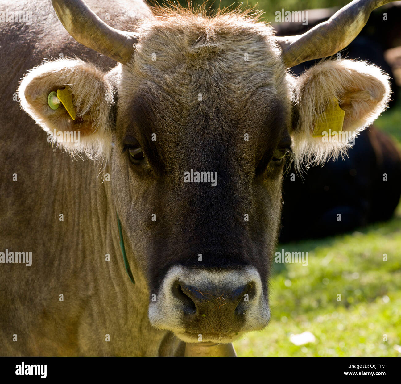 Cow bell hi-res stock photography and images - Alamy