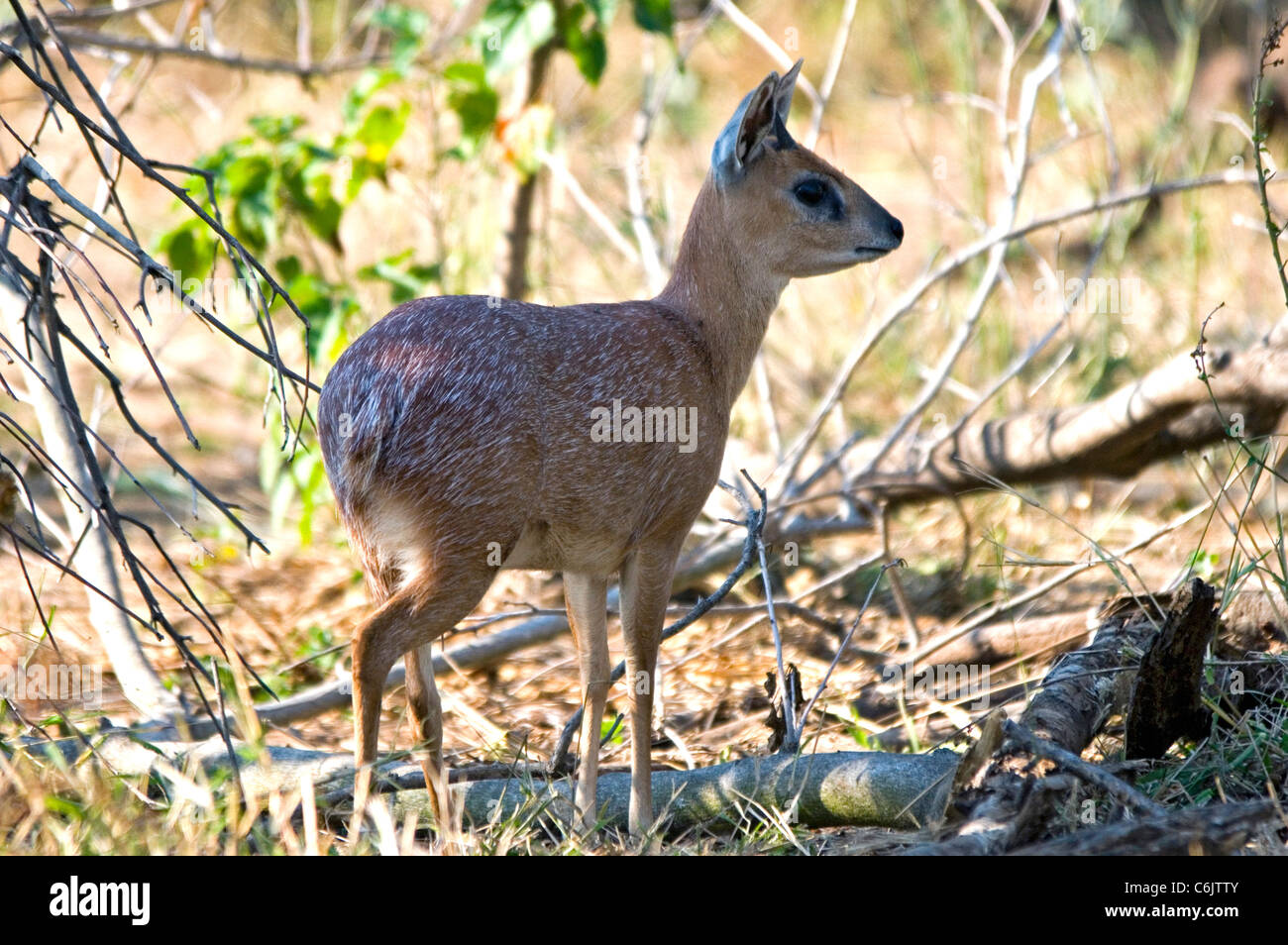 Sharpes grysbok hi-res stock photography and images - Alamy