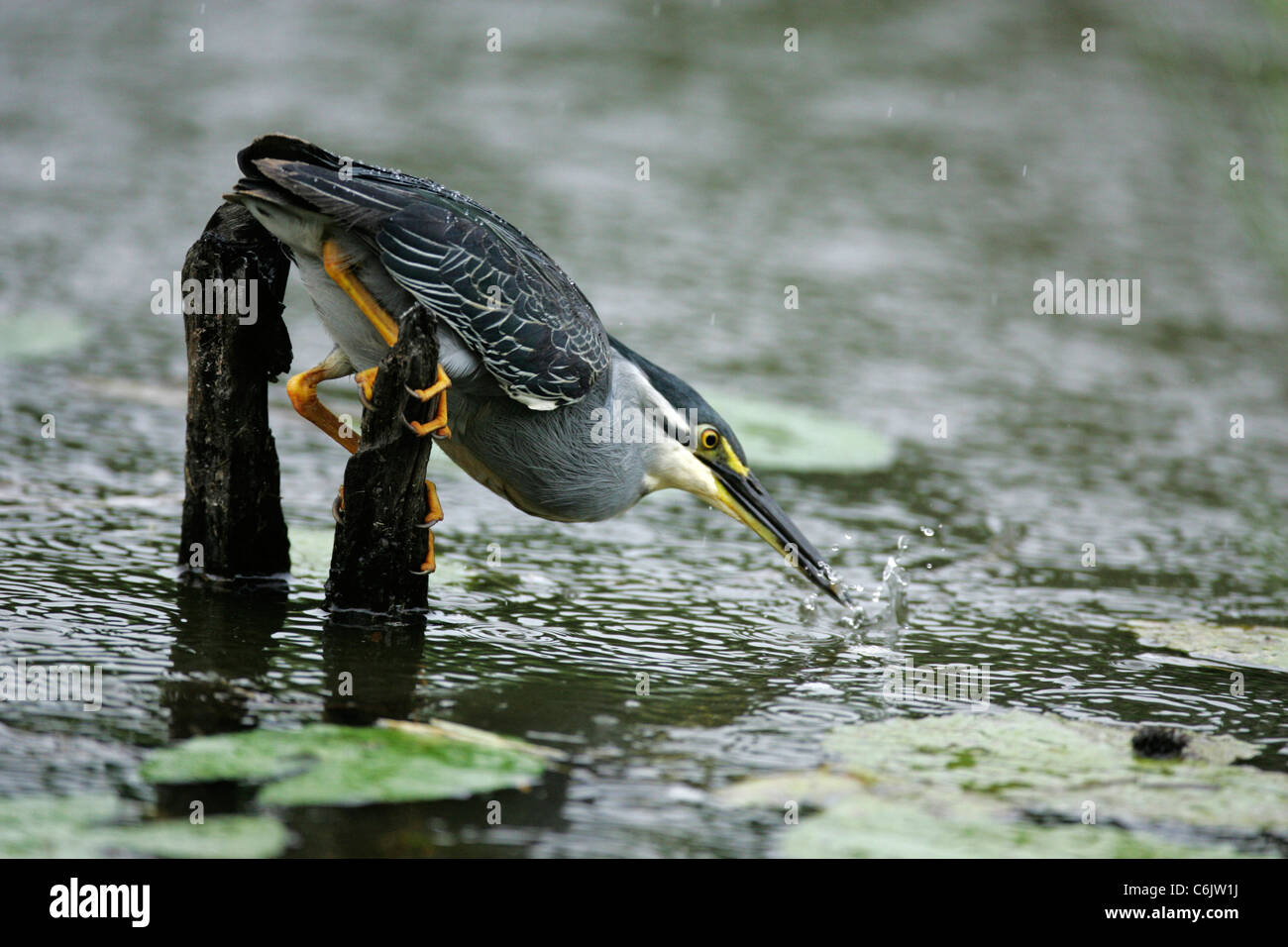 Heron catches fish hi-res stock photography and images - Alamy