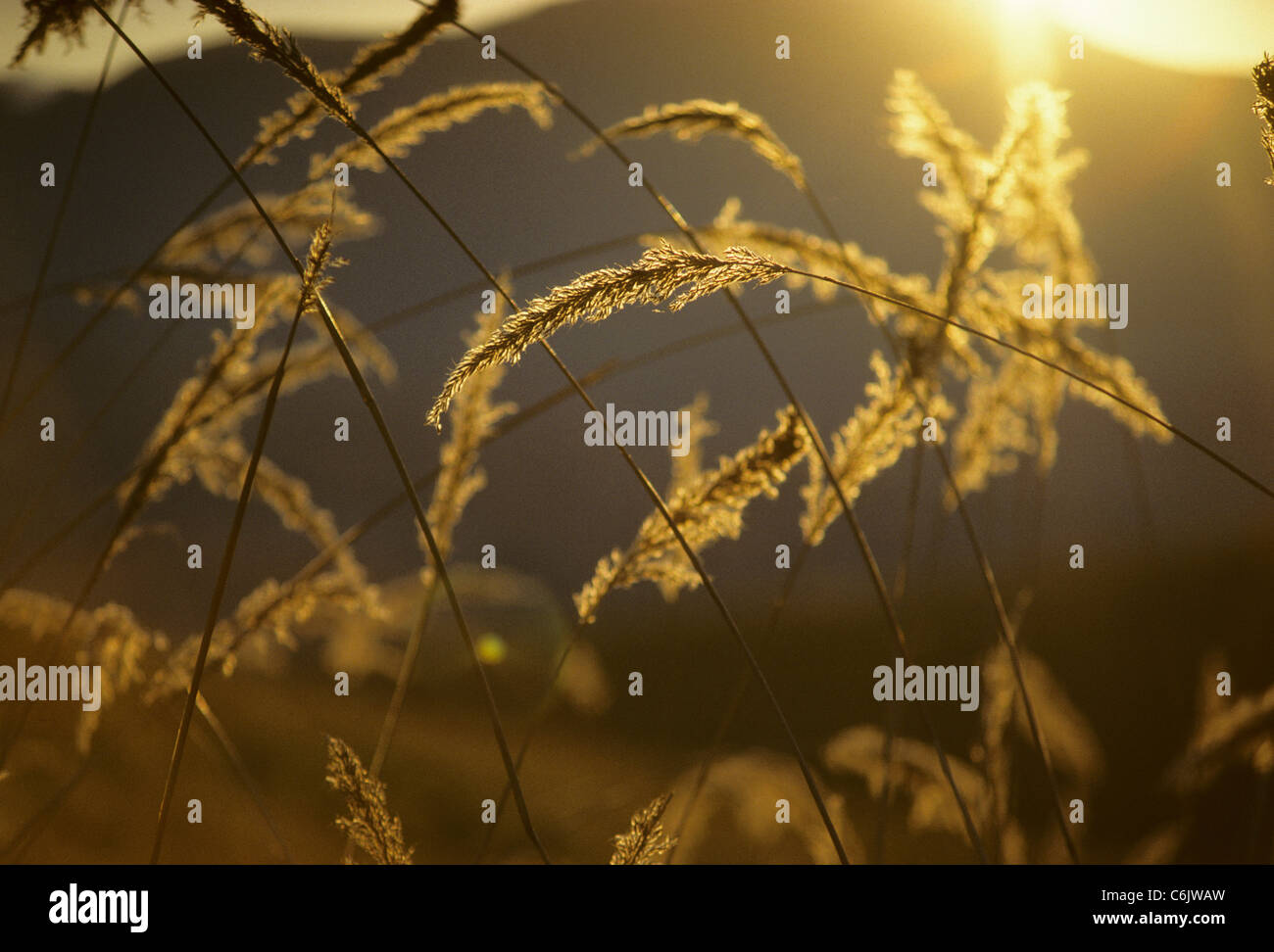 Grasses at sunrise Stock Photo - Alamy
