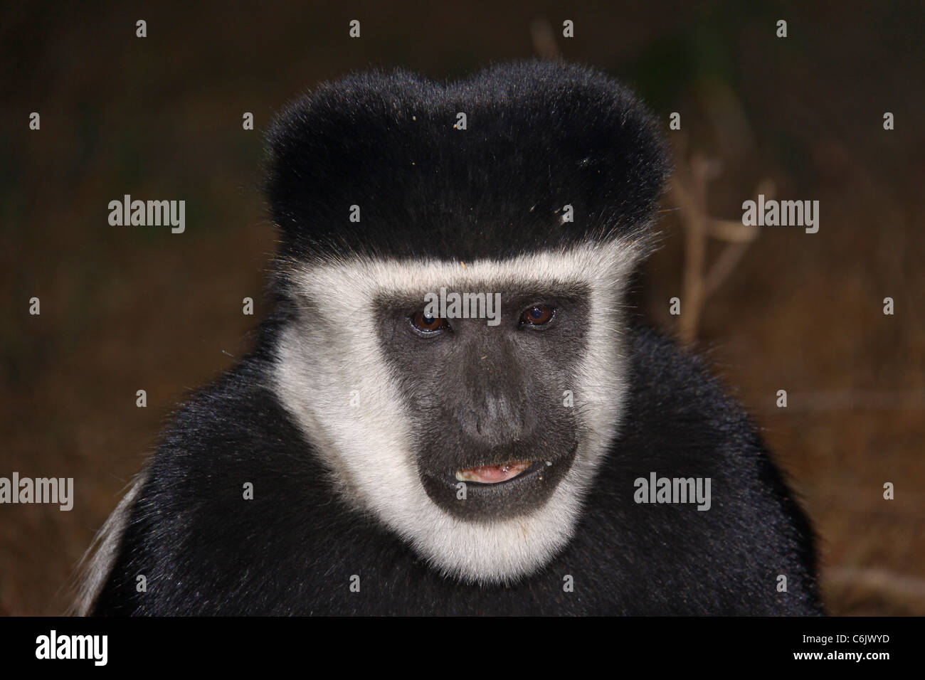 Small Black And White Monkeys