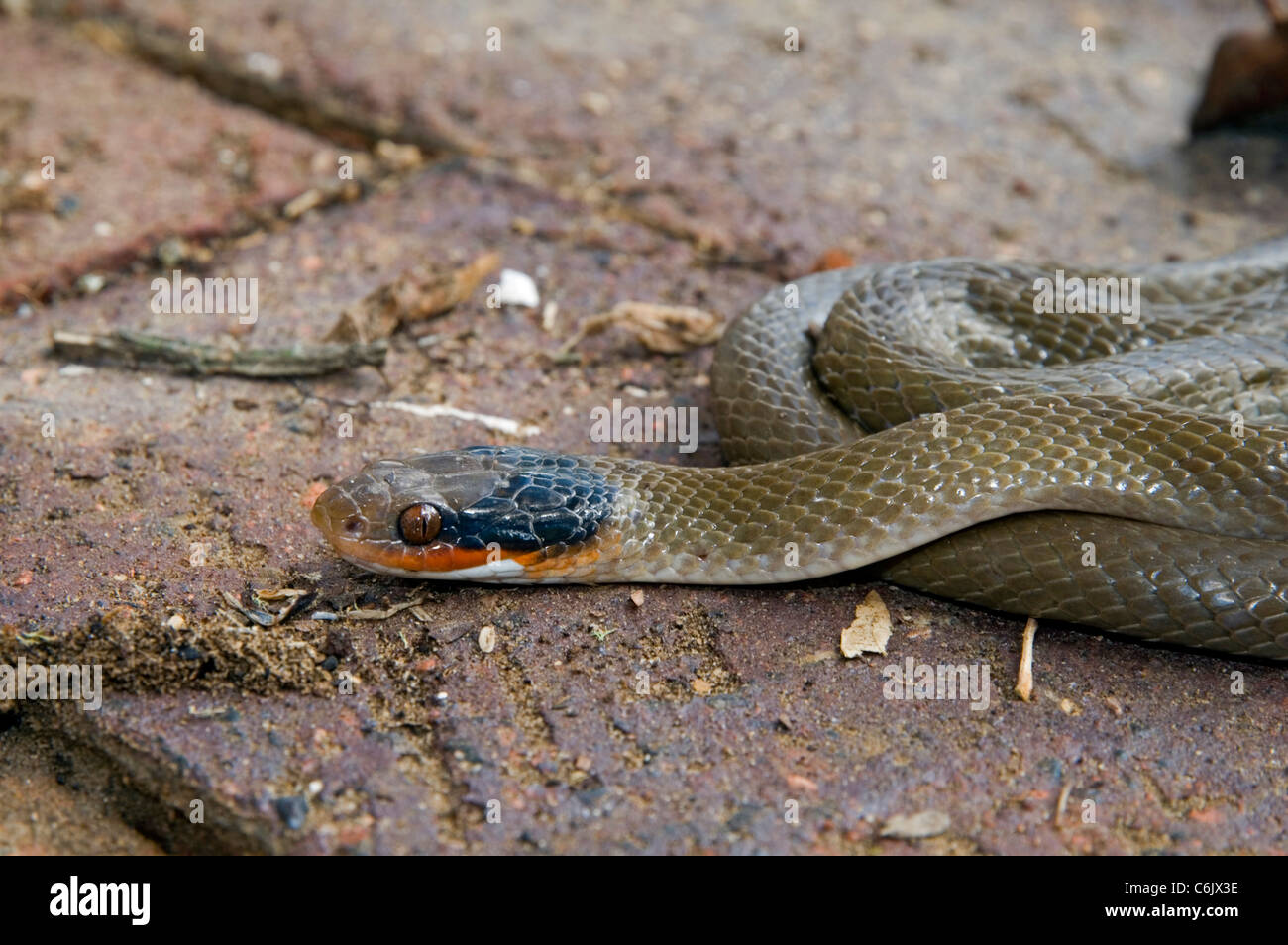 Red lipped snake hi-res stock photography and images - Alamy
