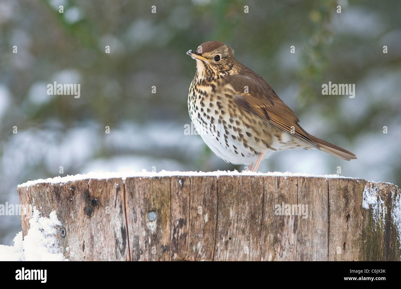 Songthrush High Resolution Stock Photography and Images - Alamy