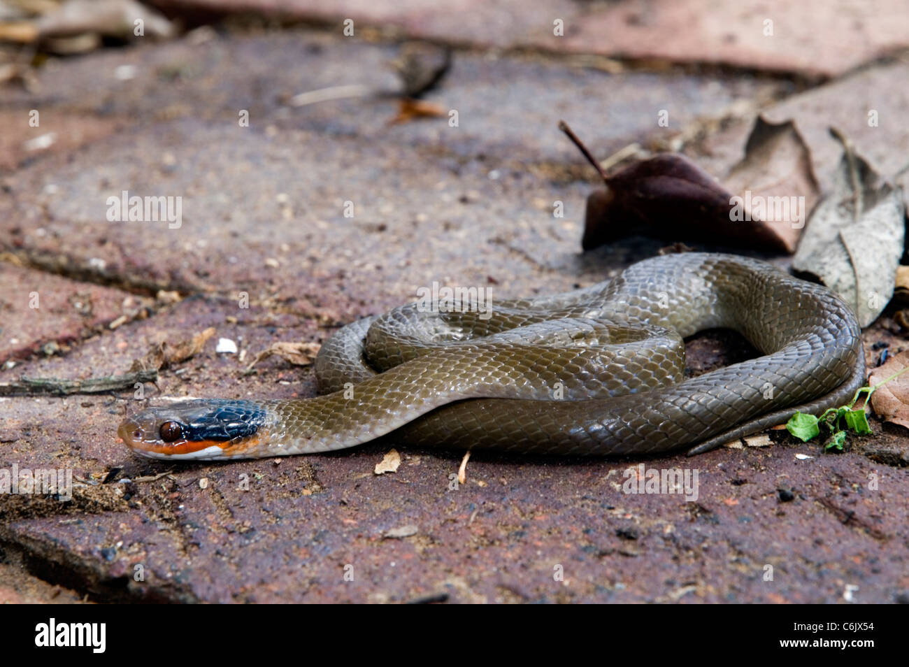 Herald / Red-lipped Snake Stock Photo - Alamy