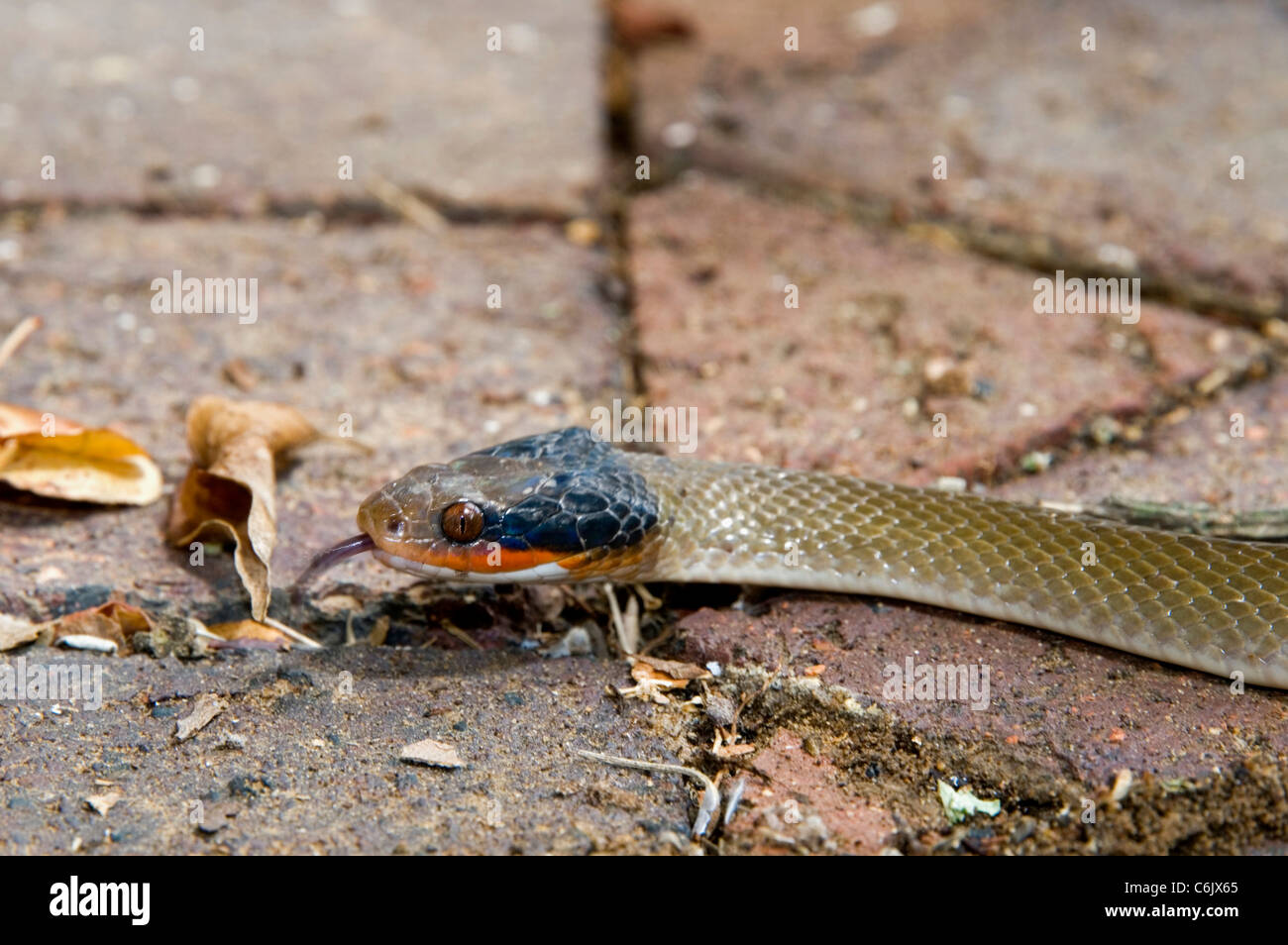 Herald / Red-lipped Snake Stock Photo - Alamy