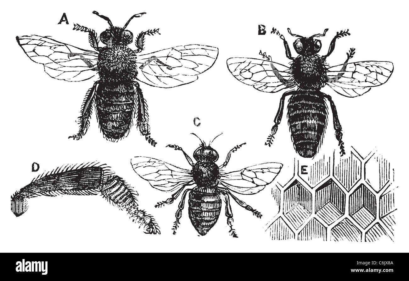Antique drawing bee hi-res stock photography and images - Alamy