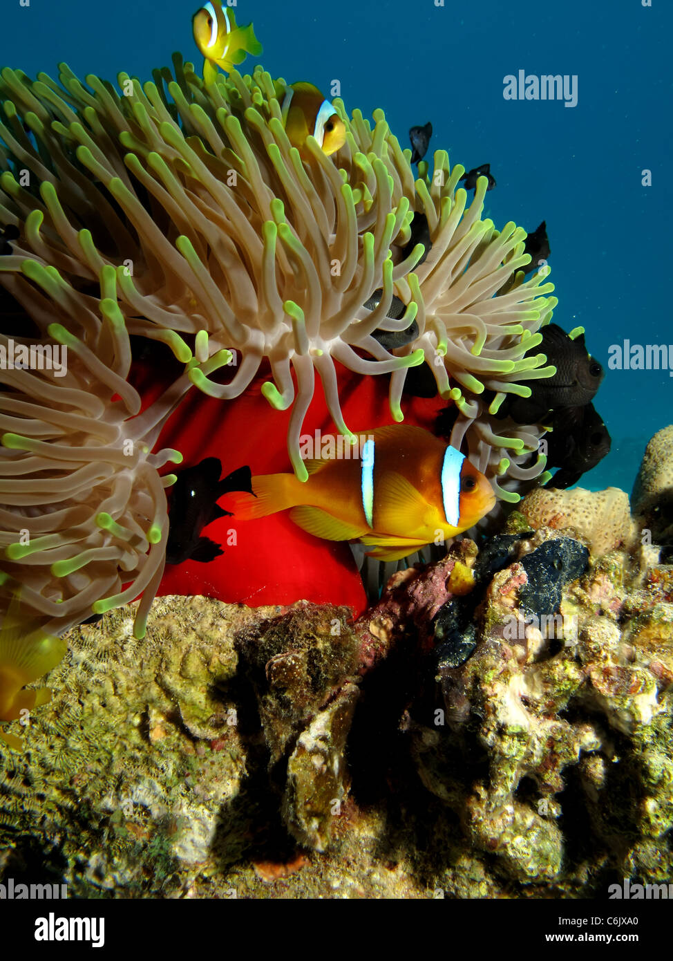 Nemo fish underwater hi-res stock photography and images - Alamy