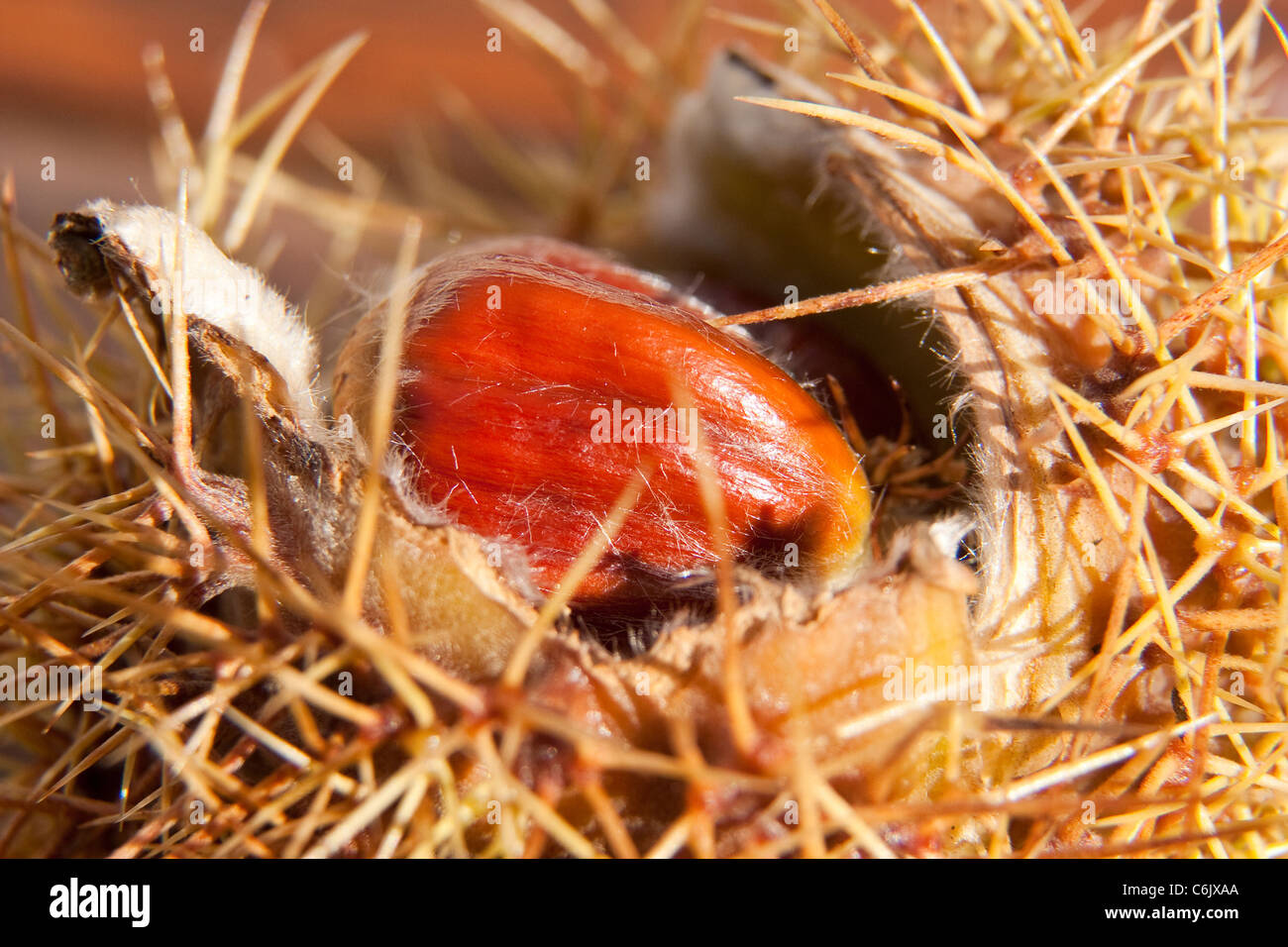 Sweet Chestnut in Spiny Husk Case Close Up Detail Stock Photo - Alamy