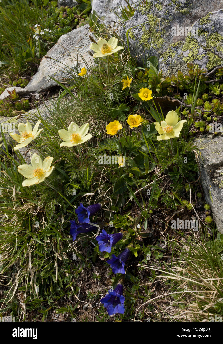 Alpine pasque flower hi-res stock photography and images - Alamy