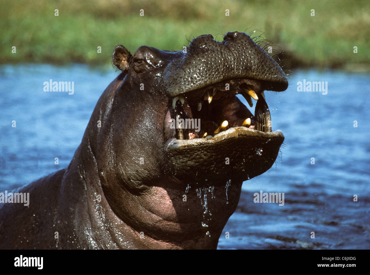 Hippopotamus aggression display (Hippopotamus amphibius Stock Photo - Alamy