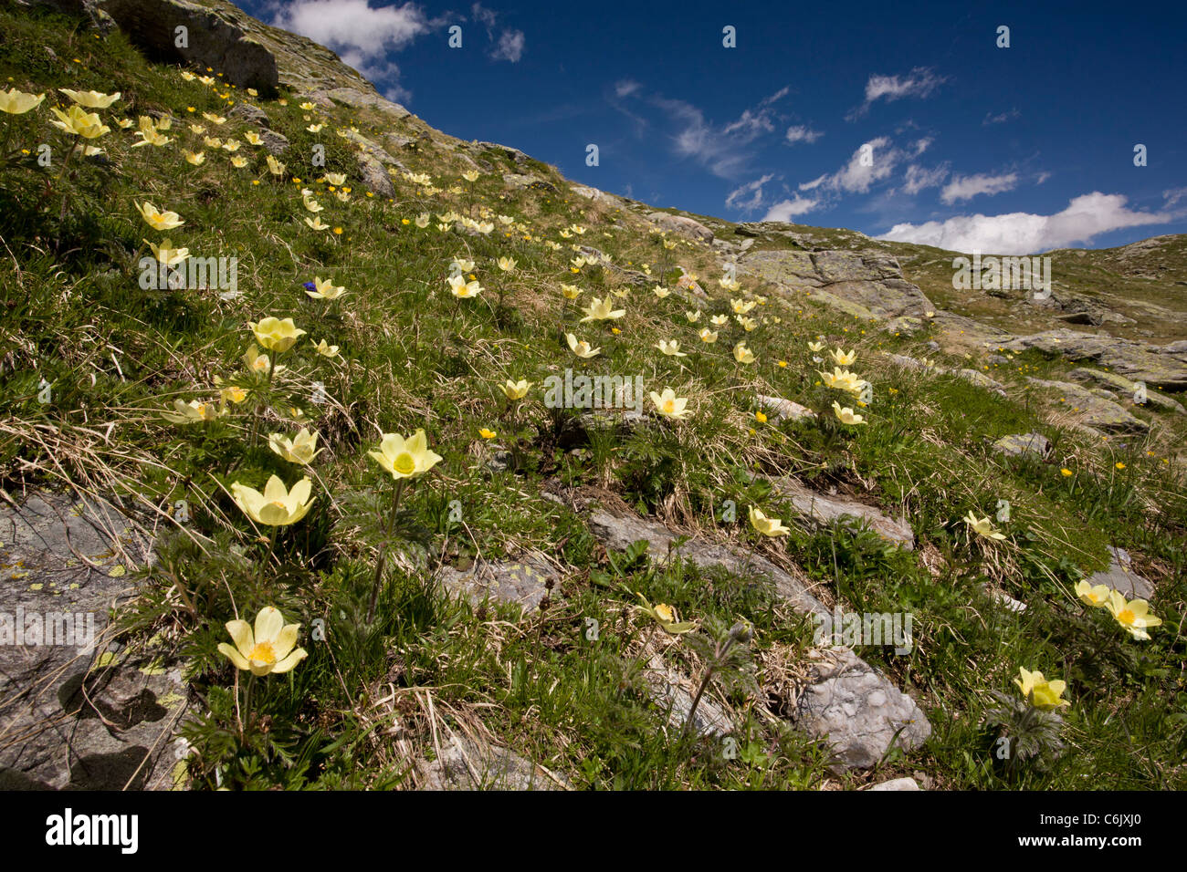 Alpine Pasque Flowers, Pulsatilla alpina ssp. apiifolia, Bernina Pass ...