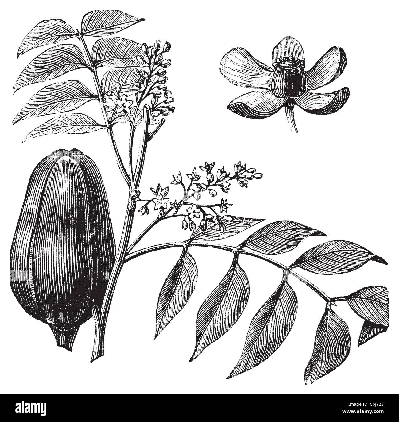 Langsat drawing hi-res stock photography and images - Alamy