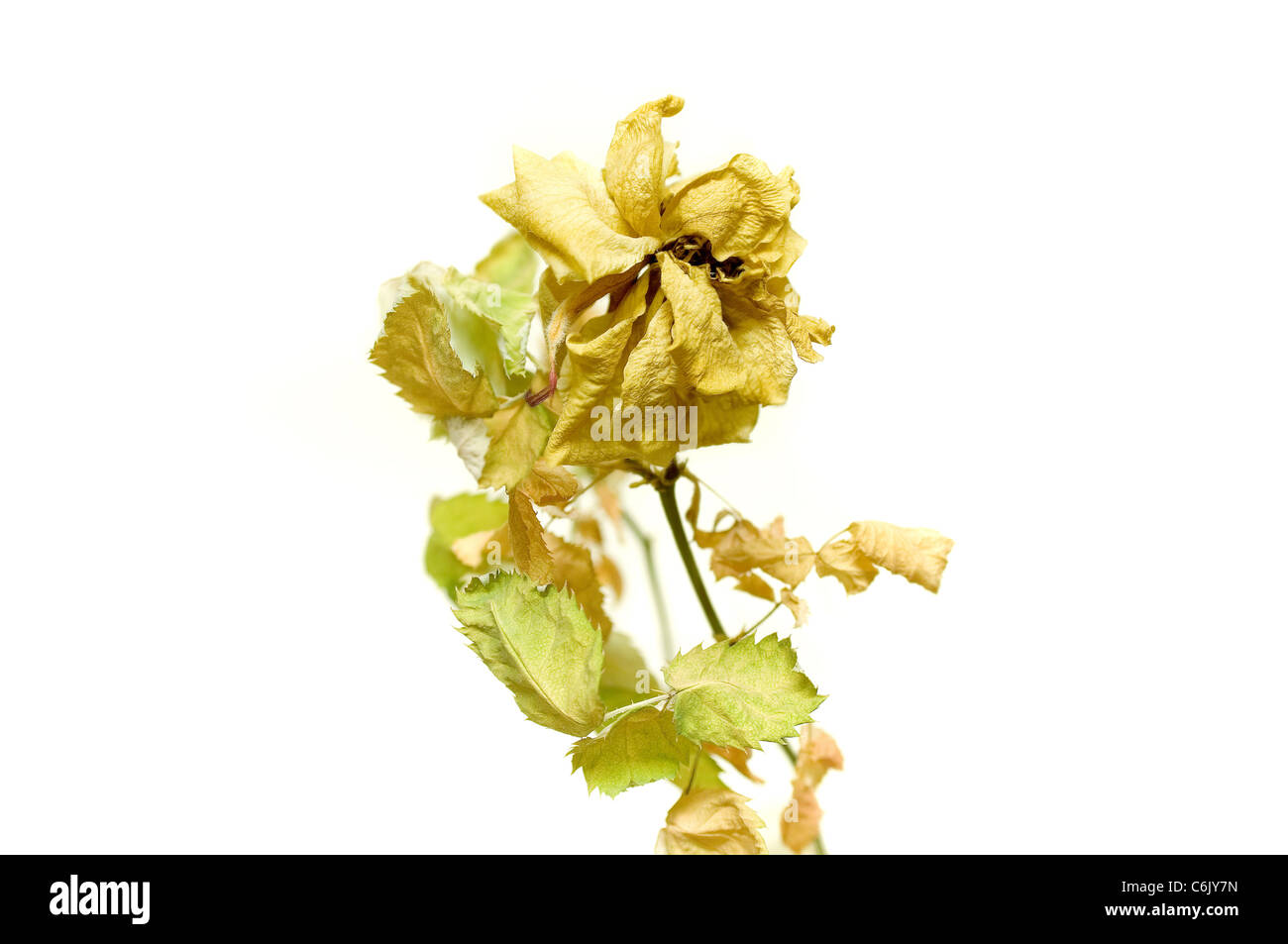 Drying rose hi-res stock photography and images - Alamy