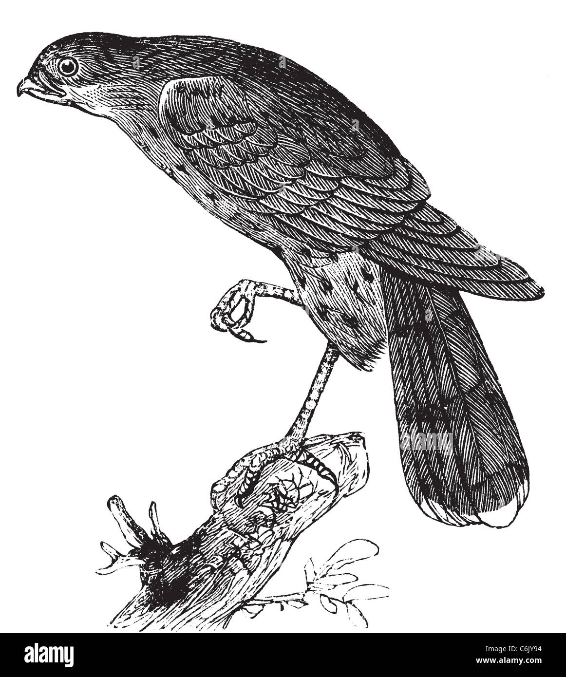 Black Sharpies High Resolution Stock Photography and Images - Alamy