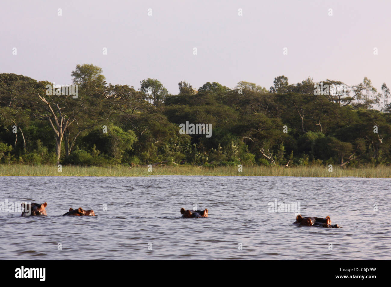 Four Hippos (Hippopotamus amphibius) submerged in water with only their ...