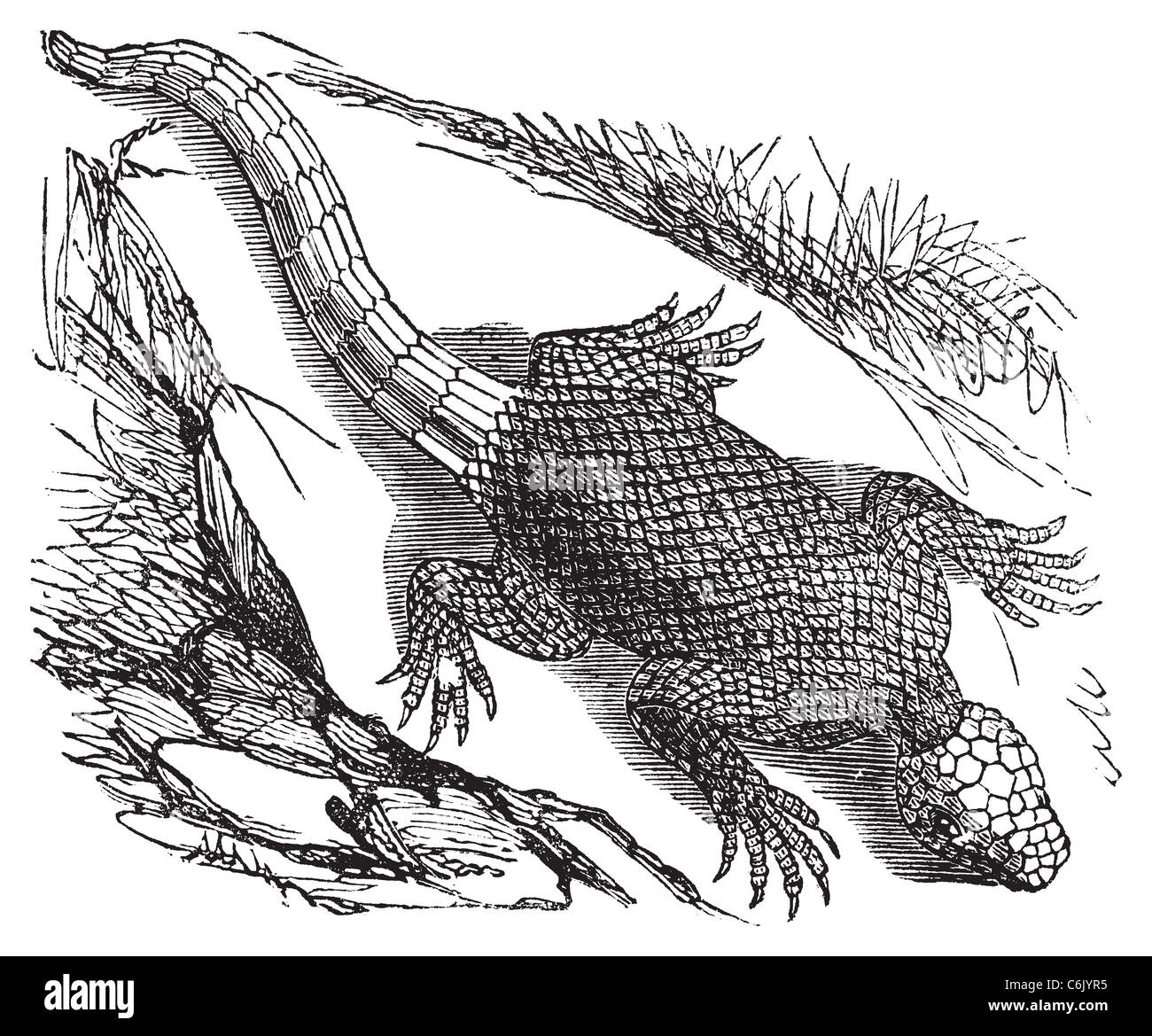 Long tailed lizard Cut Out Stock Images & Pictures - Alamy